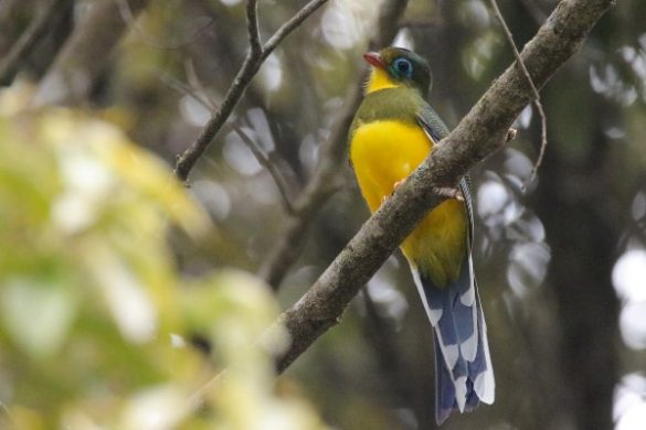Burni Telong Punya 11 Spesies Burung Endemik Sumatera – LINTAS GAYO